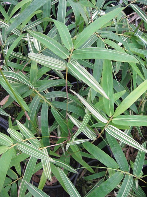 Our Bamboo Range - Bamboo World | Silverstripe Bamboo (Bambusa ...